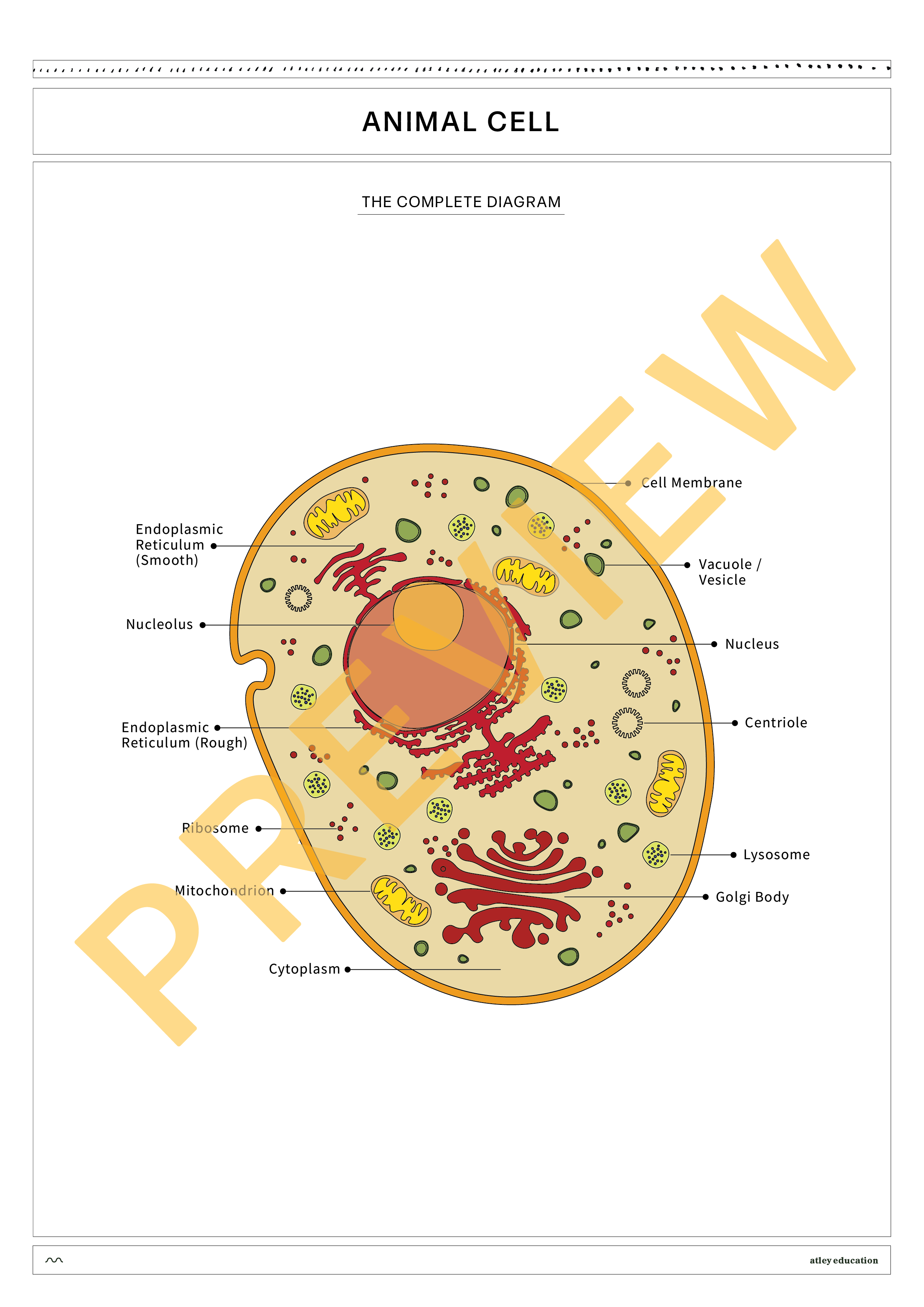 Animal Cell Diagram & Worksheets – Atley Media