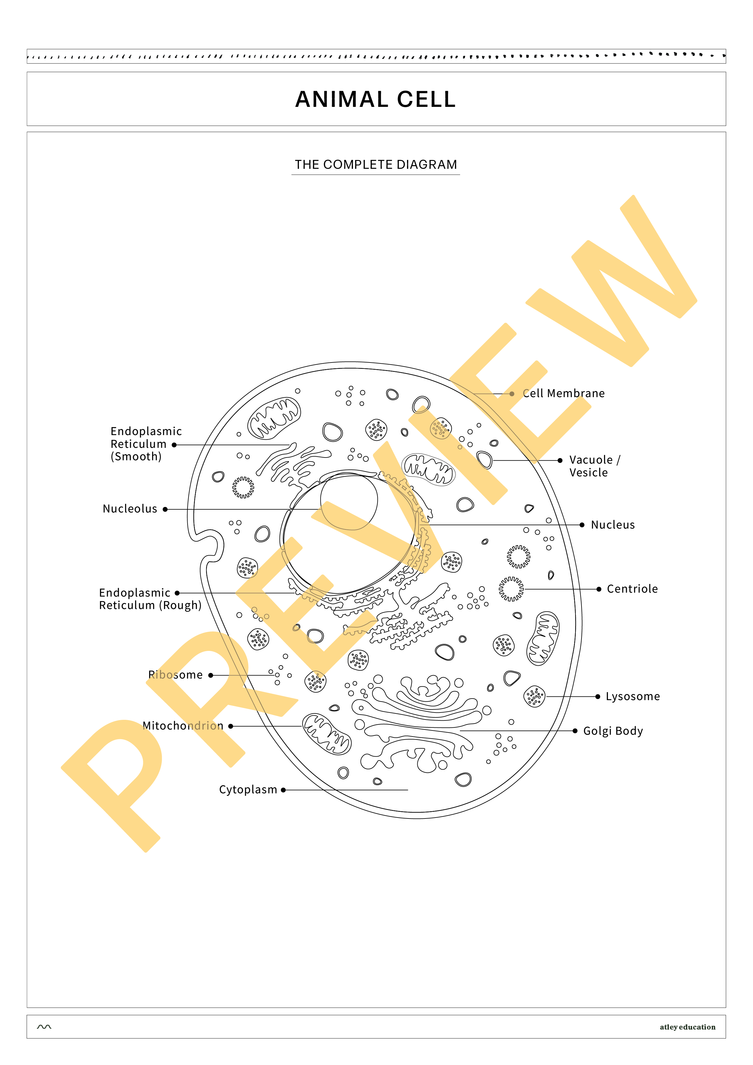 Animal Cell Diagram & Worksheets – Atley Media