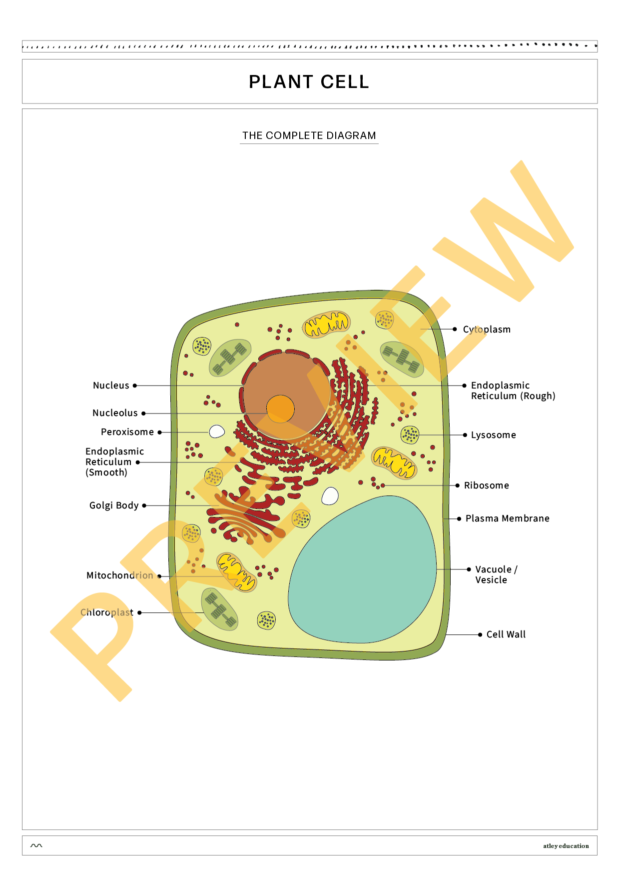 Plant Cell Diagram & Worksheets – Atley Media