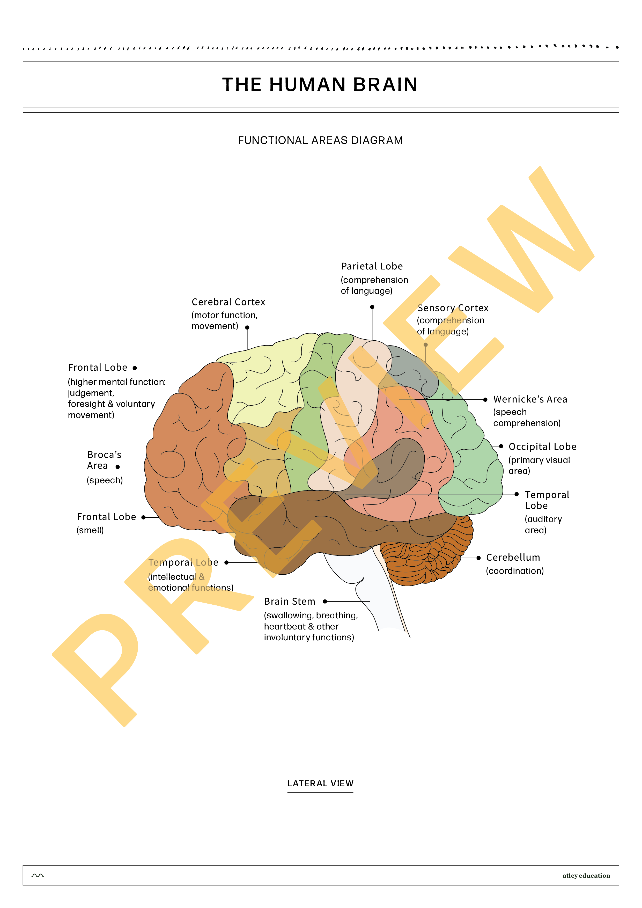 The Human Brain Diagram & Worksheets – Atley Media