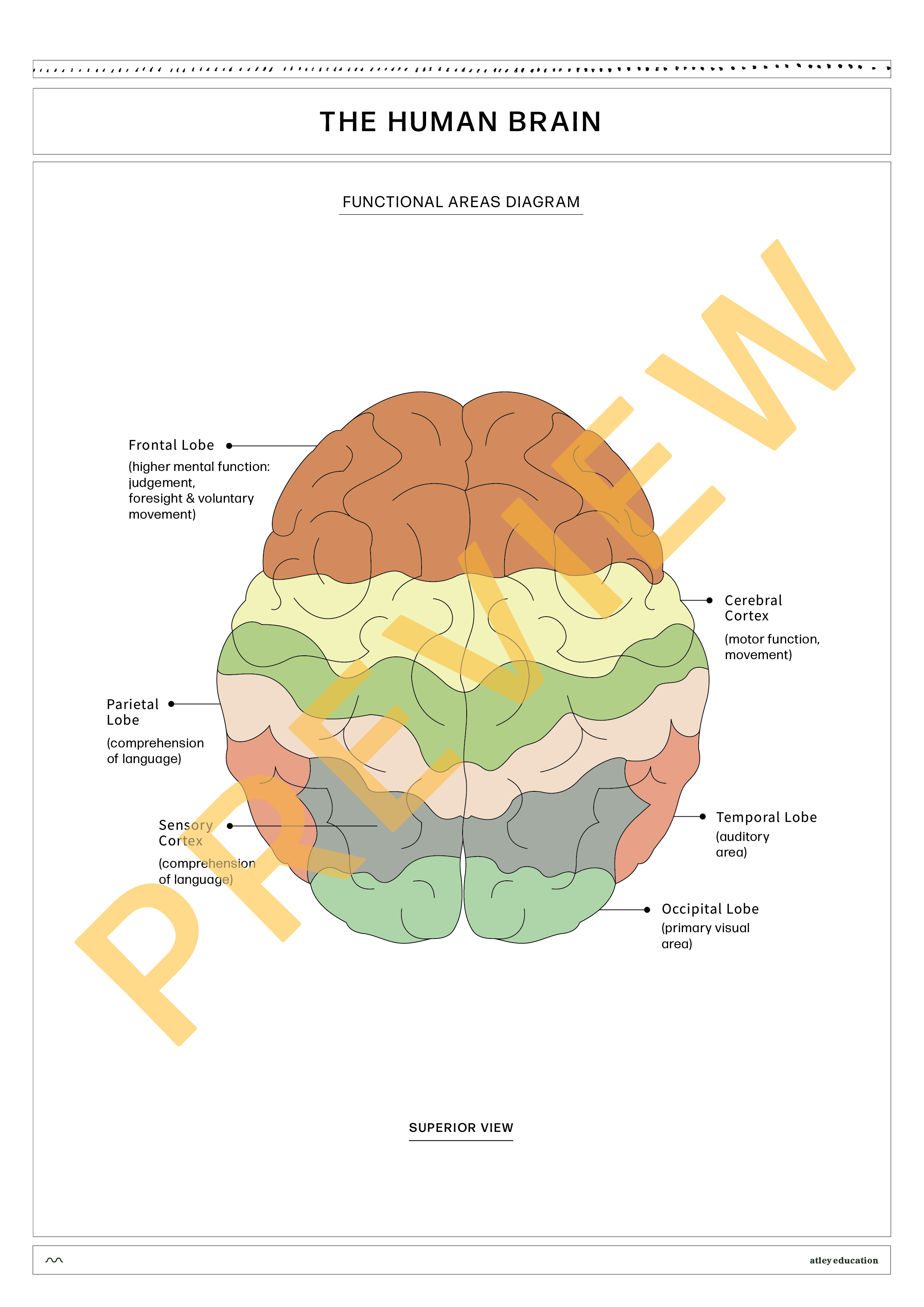 The Human Brain Diagram & Worksheets – Atley Media