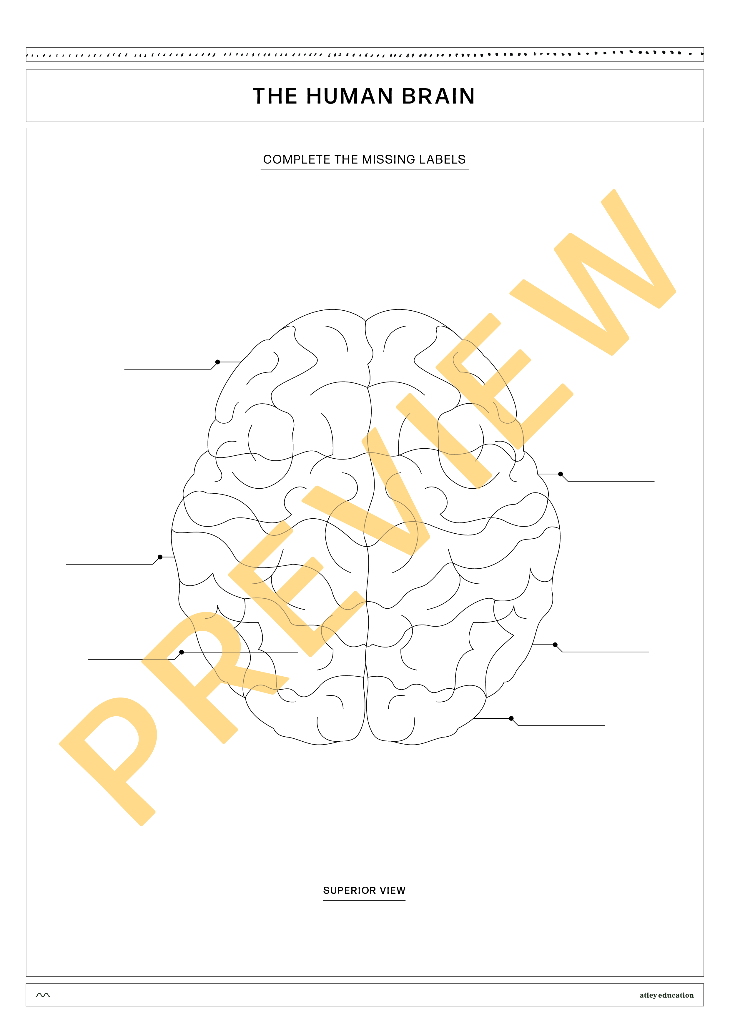 The Human Brain Diagram & Worksheets – Atley Media