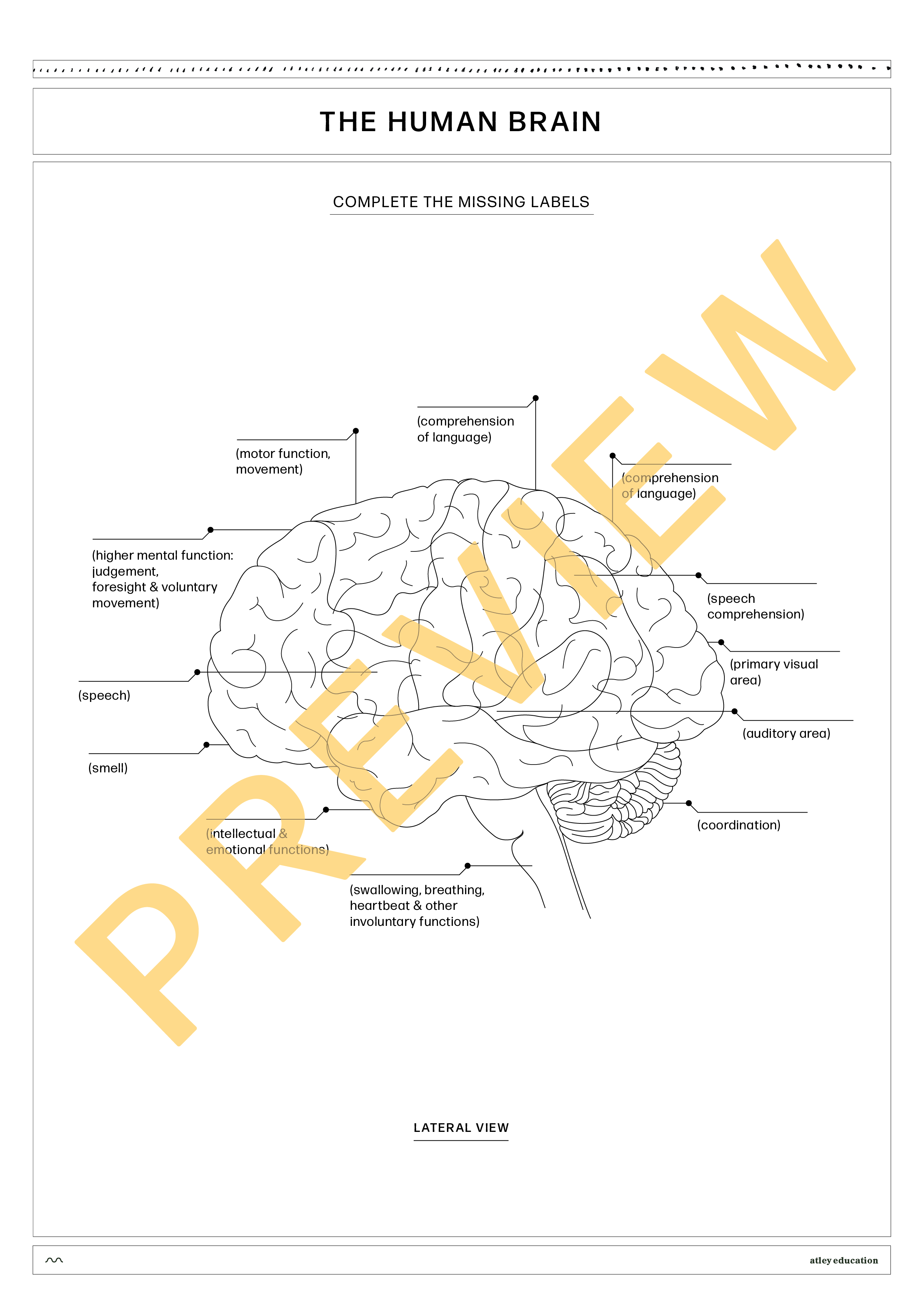 The Human Brain Diagram & Worksheets – Atley Media