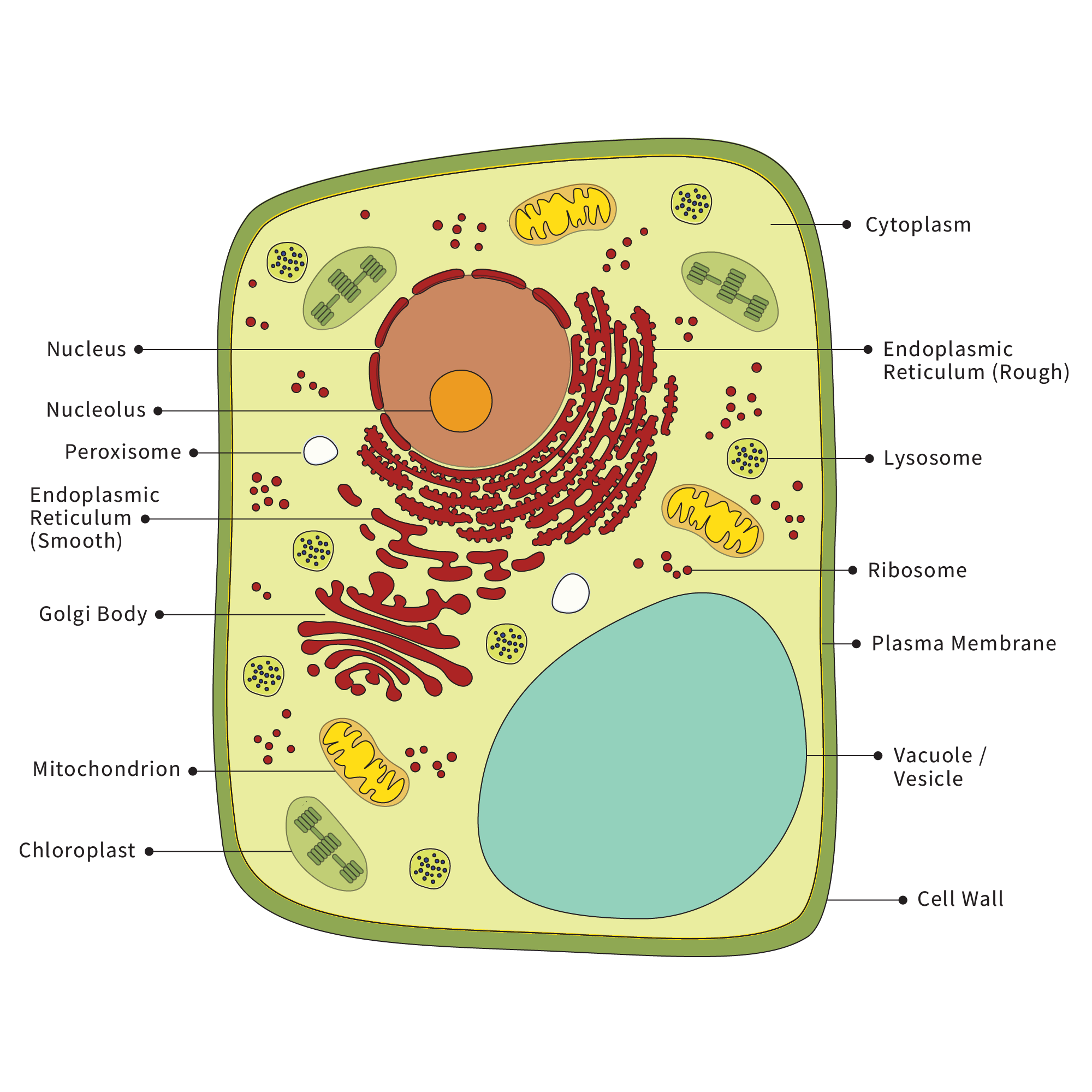 Plant Cell Diagram & Worksheets – Atley Media