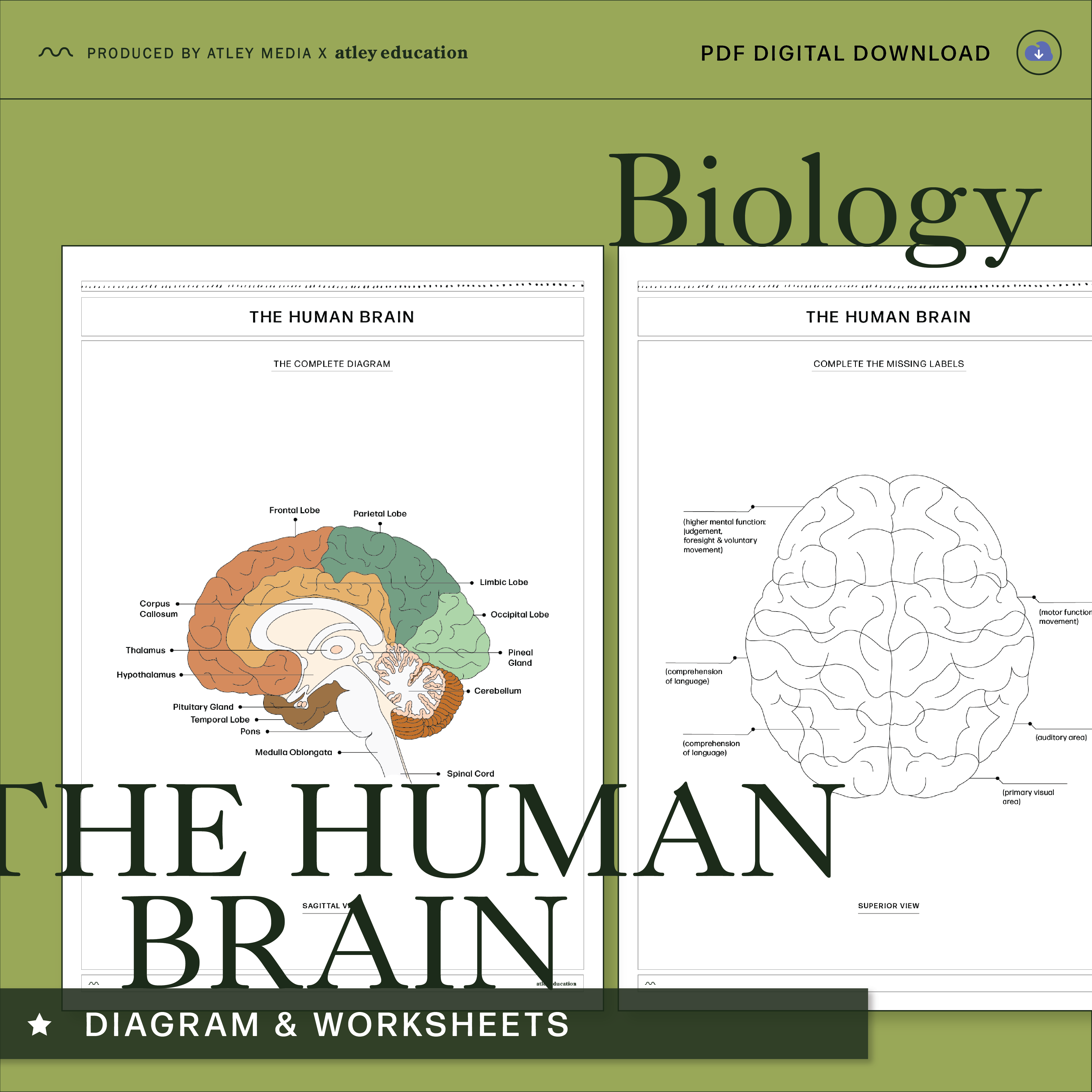 The Human Brain Diagram & Worksheets – Atley Media
