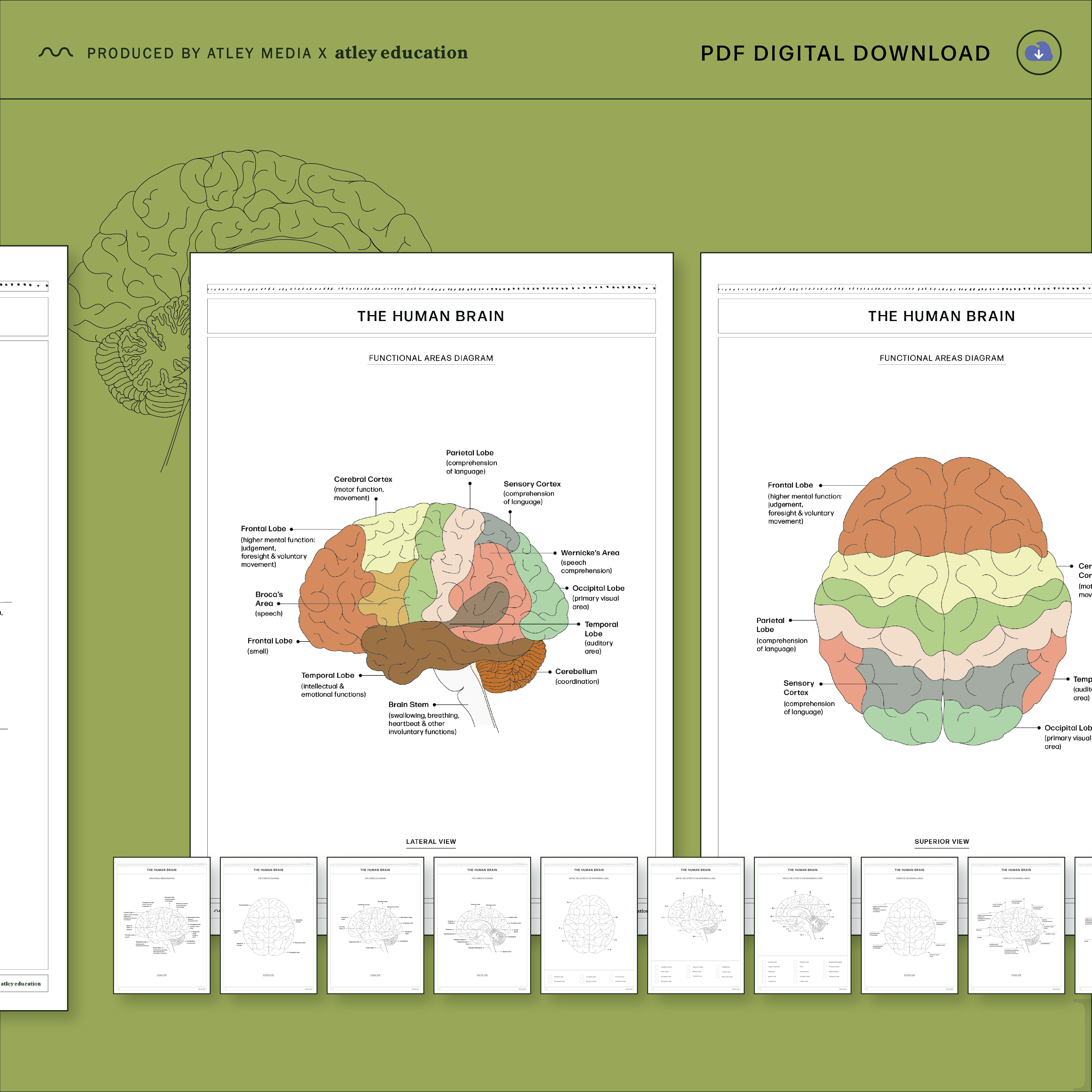 The Human Brain Diagram & Worksheets – Atley Media