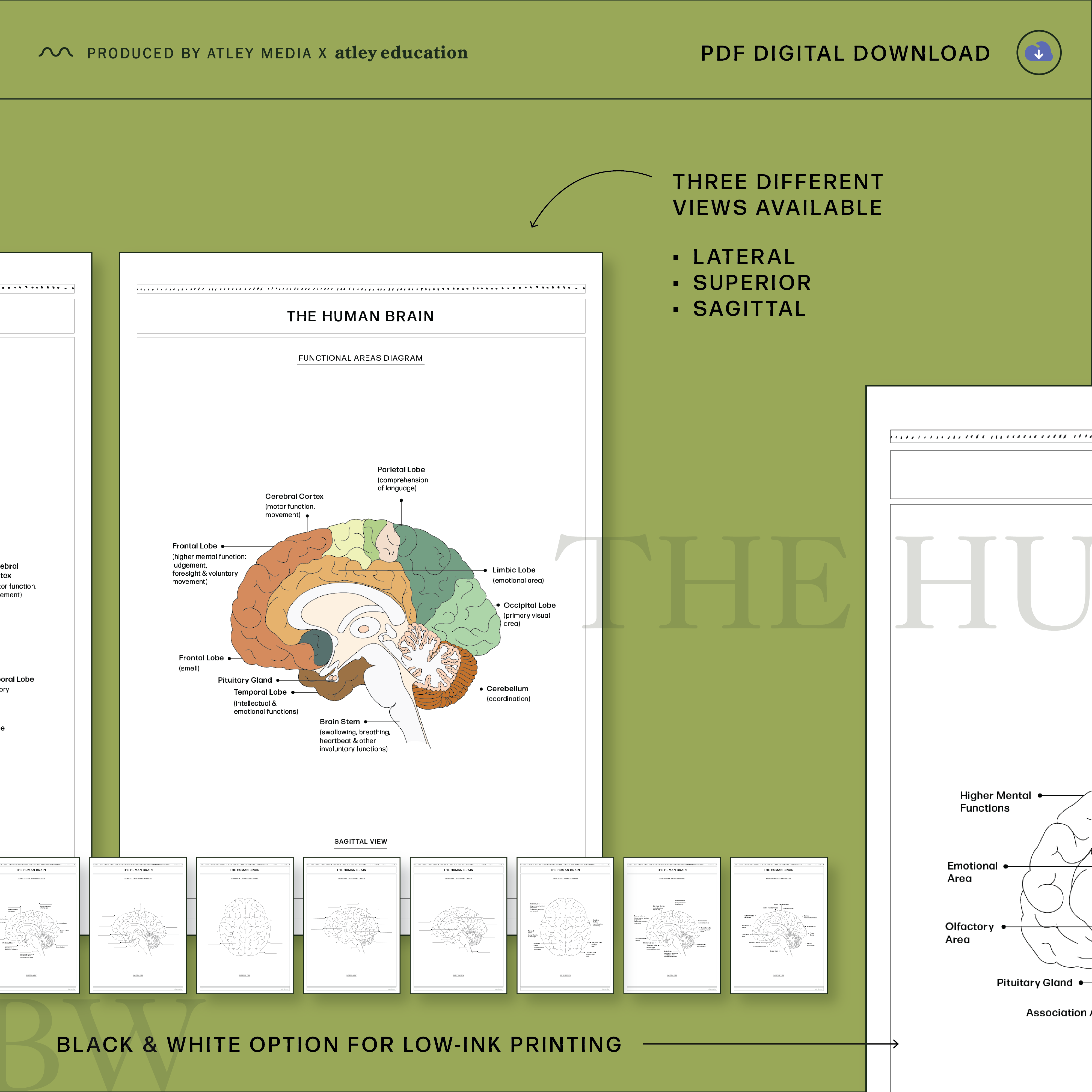 The Human Brain Diagram & Worksheets – Atley Media