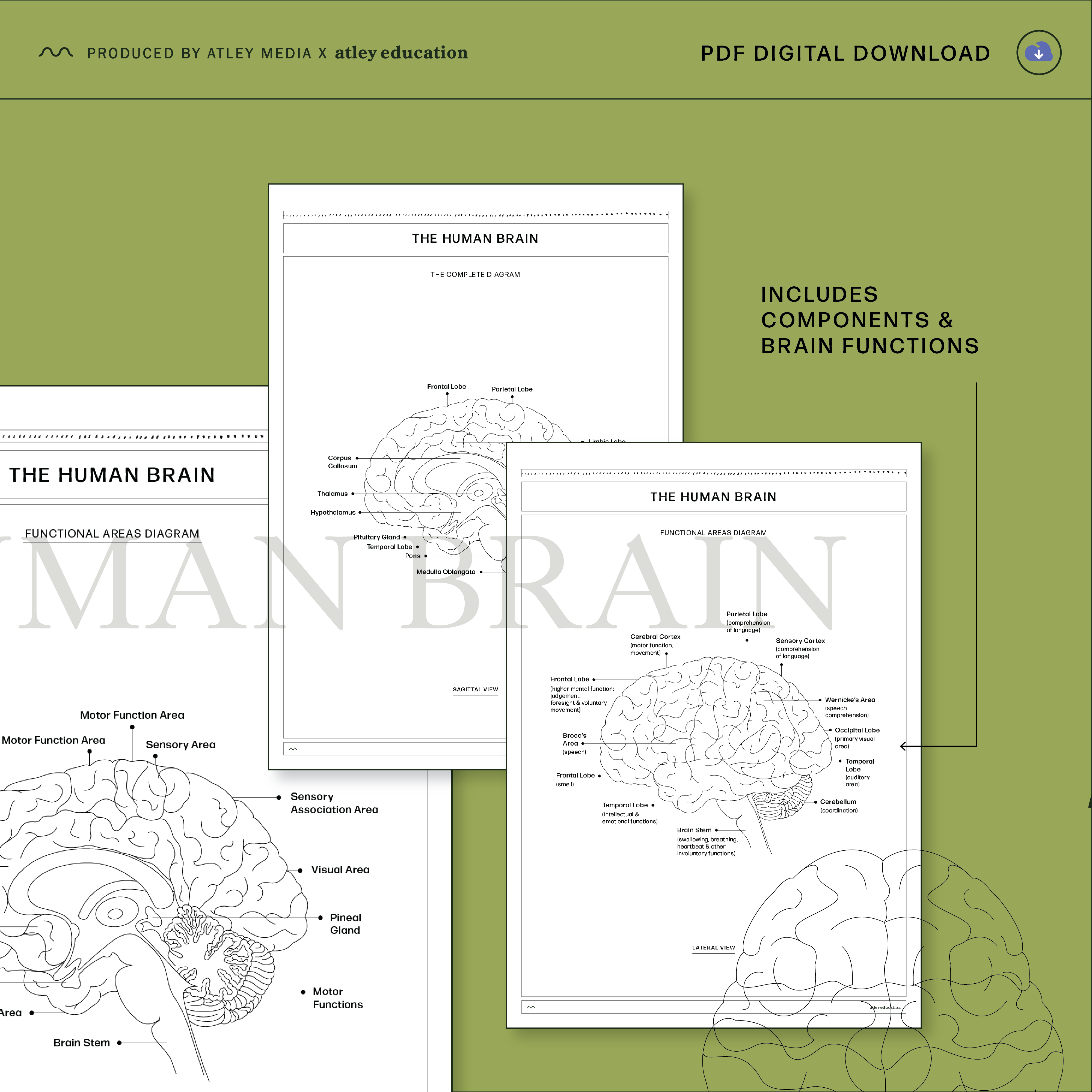 The Human Brain Diagram & Worksheets – Atley Media