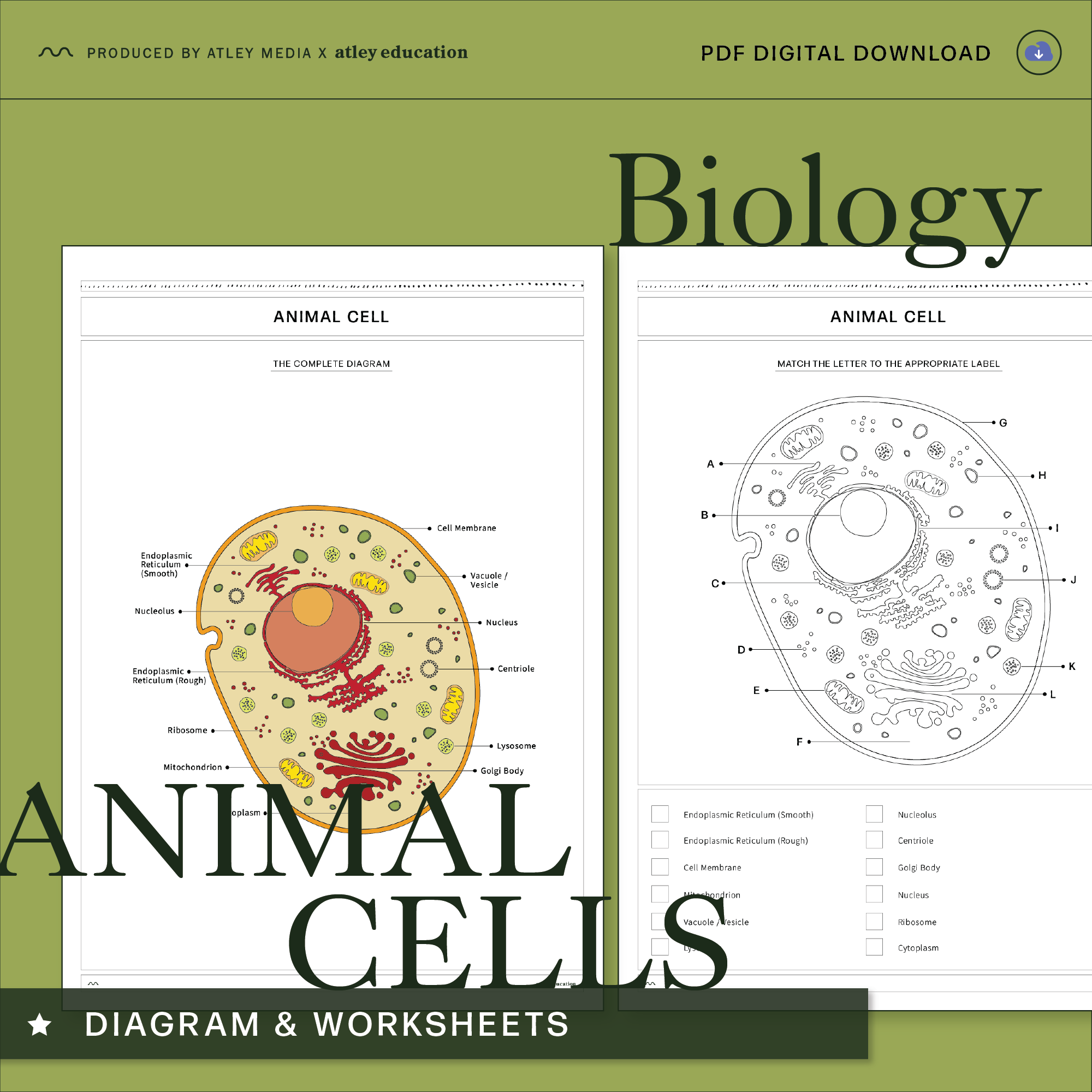 Animal Cell Diagram & Worksheets – Atley Media