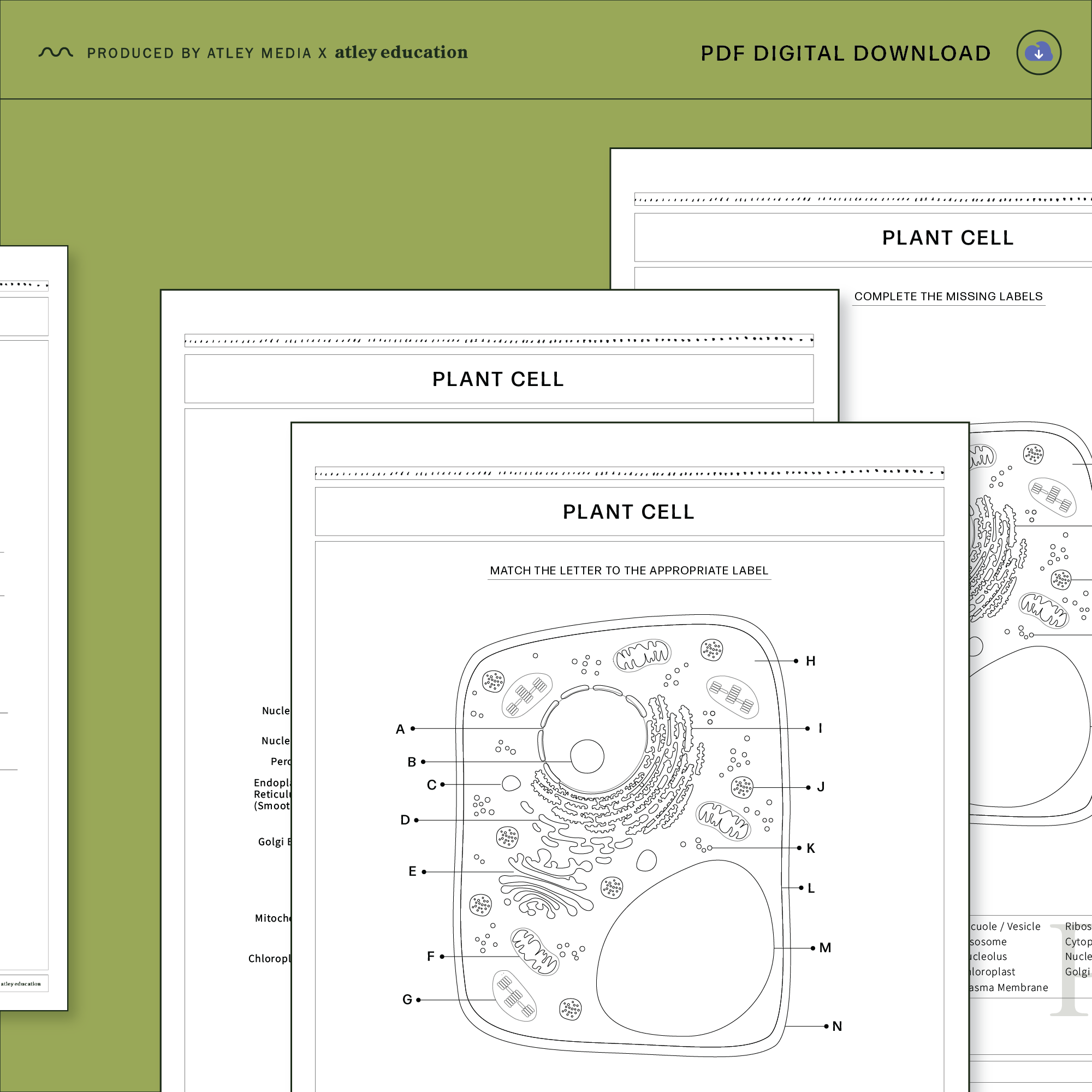 Plant Cell Diagram & Worksheets – Atley Media