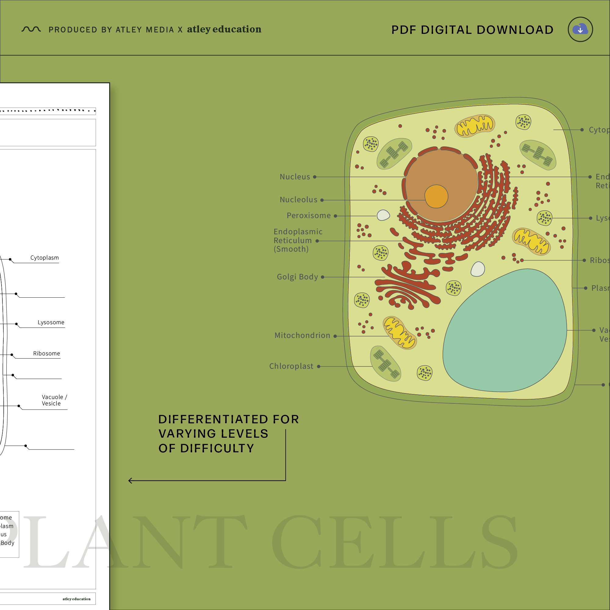 Plant Cell Diagram & Worksheets – Atley Media